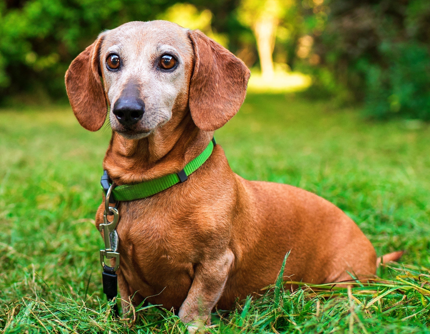 Helping Senior Dogs Sleep Better: Green Lipped Mussels for Dogs with A ...